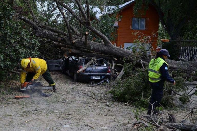 Buscan reducir el riesgo de accidentes por caídas de árboles | ANB ...